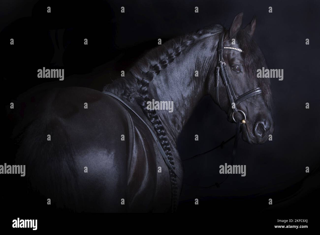 Friesian Horse portrait Stock Photo - Alamy