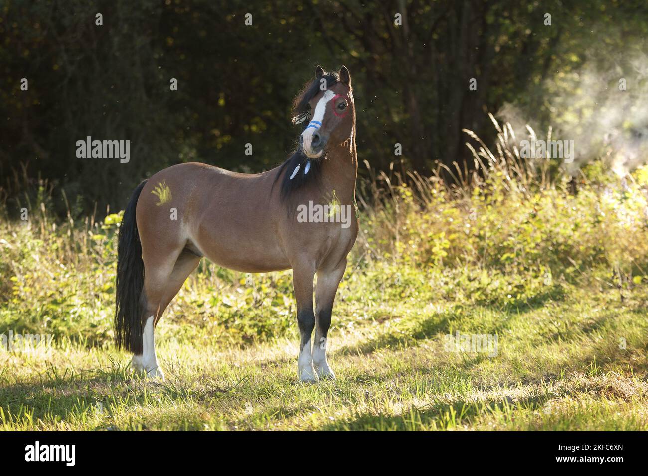 standing Welsh A Stock Photo - Alamy