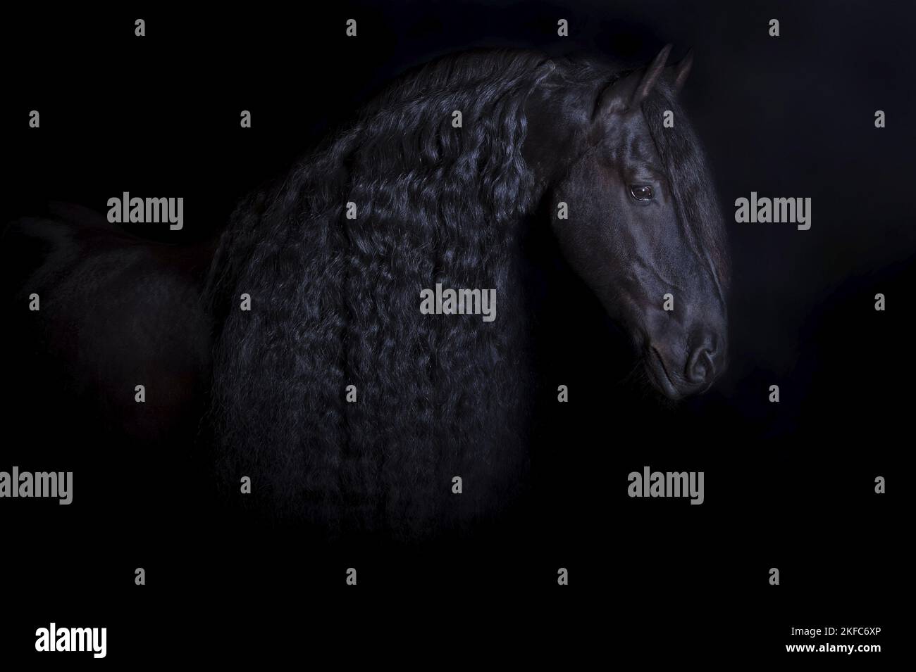 Friesian Horse portrait Stock Photo - Alamy