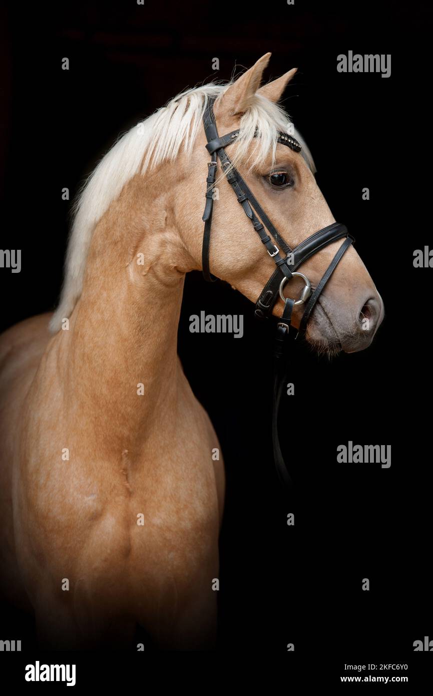 German classic pony horse hi-res stock photography and images - Alamy