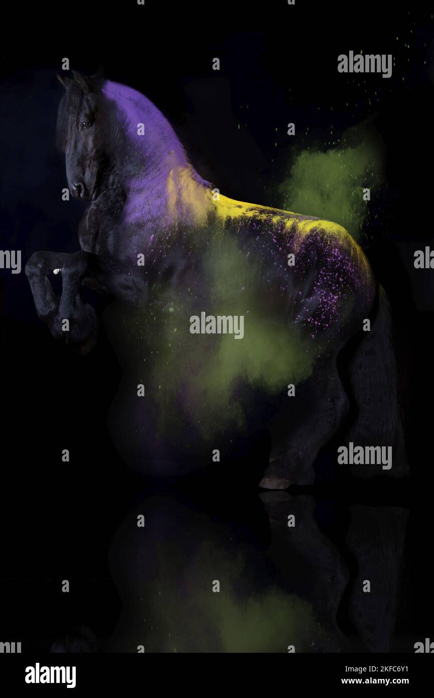 standing Friesian Horse Stock Photo - Alamy