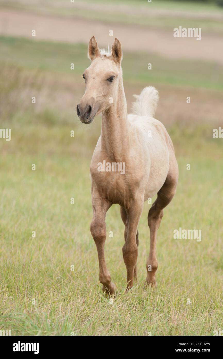 German classic pony horse hi-res stock photography and images - Alamy