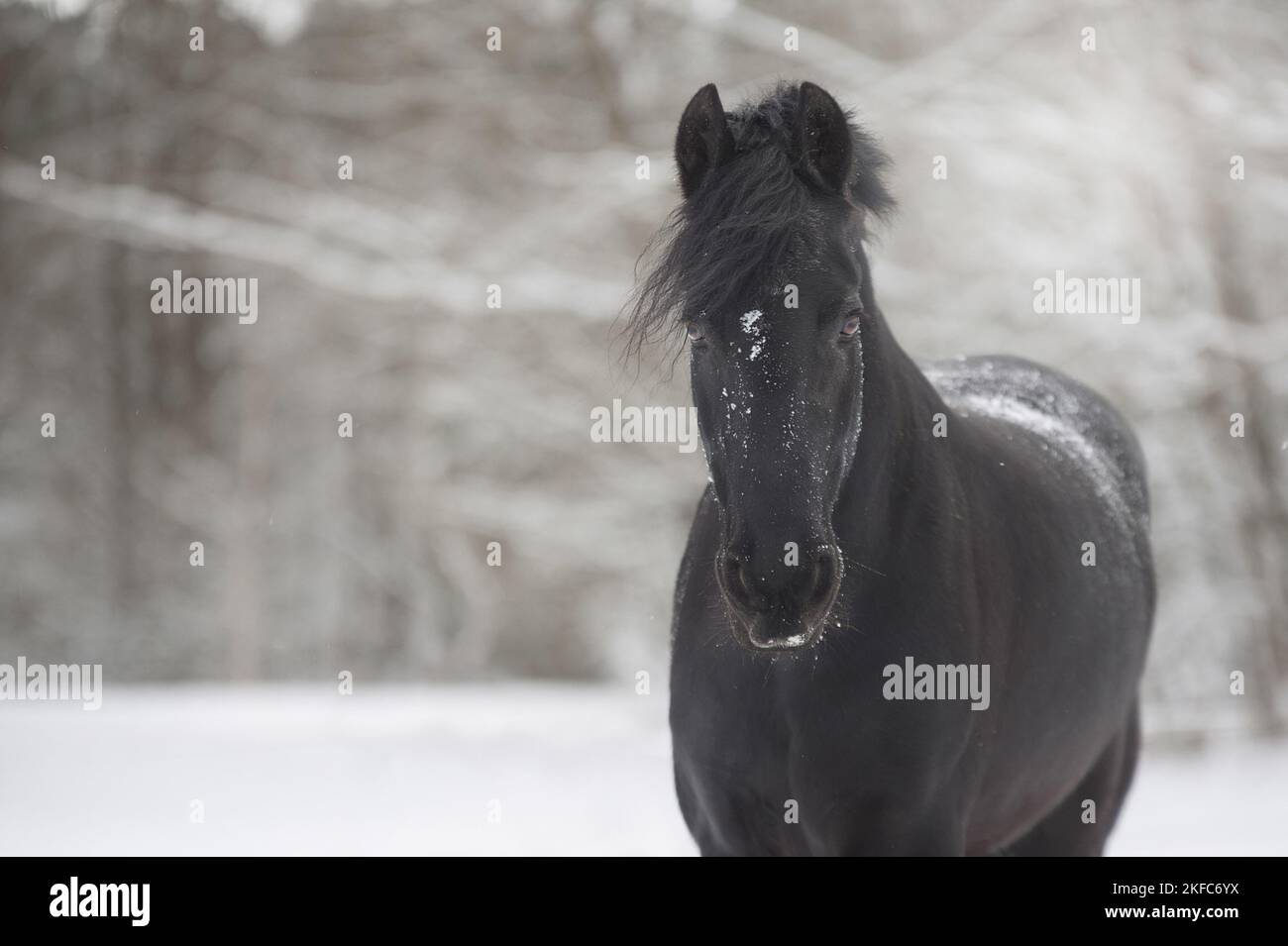 Friesian Horse portrait Stock Photo - Alamy