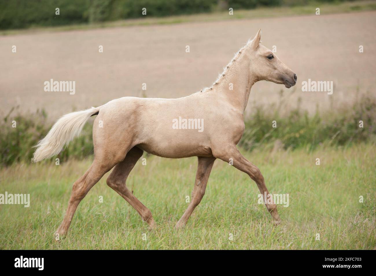 German classic pony horse hi-res stock photography and images - Alamy