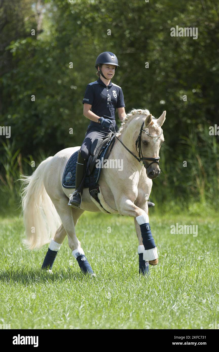 girl rides German Riding Pony Stock Photo - Alamy