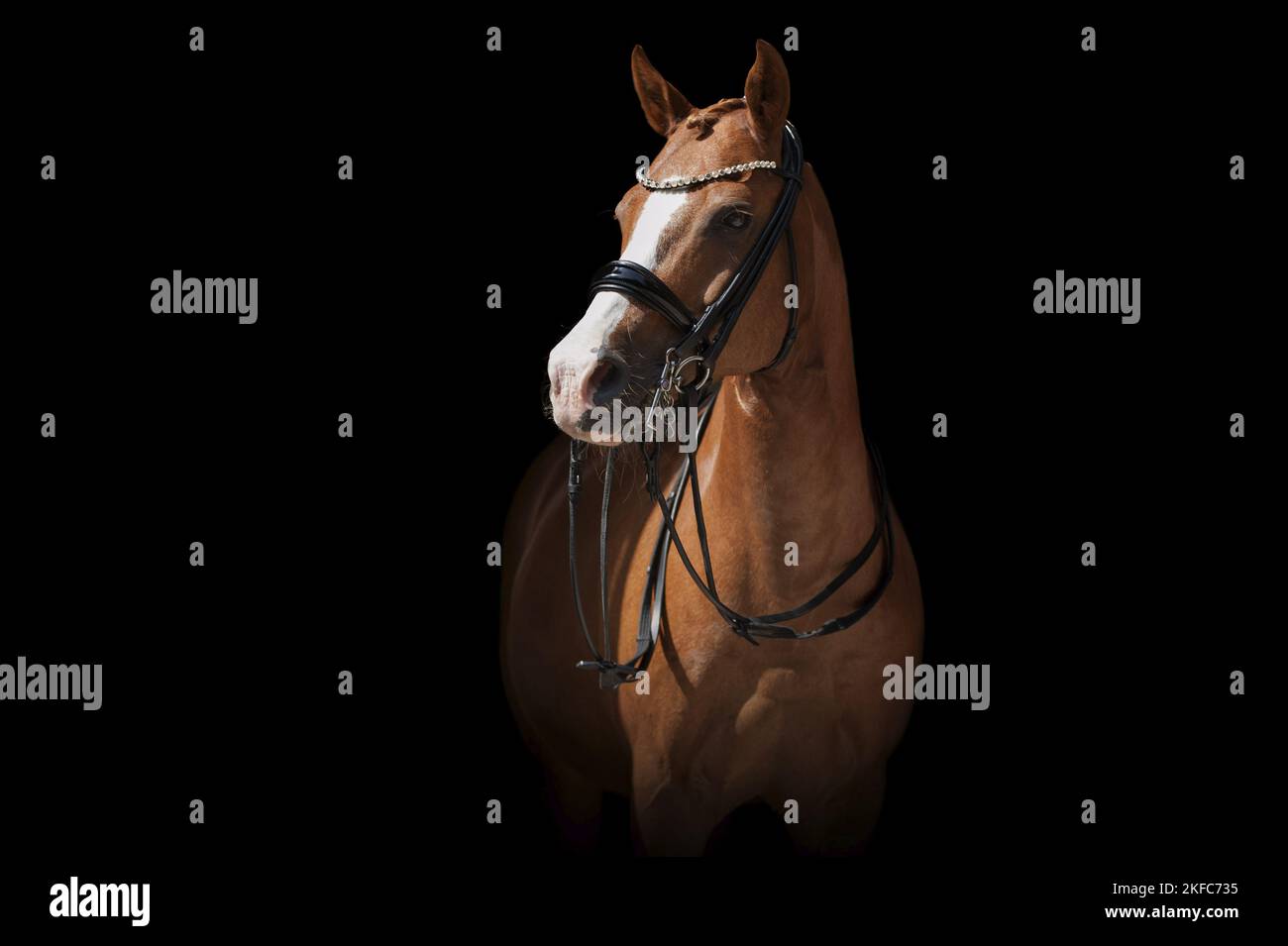 German Riding Pony portrait Stock Photo - Alamy