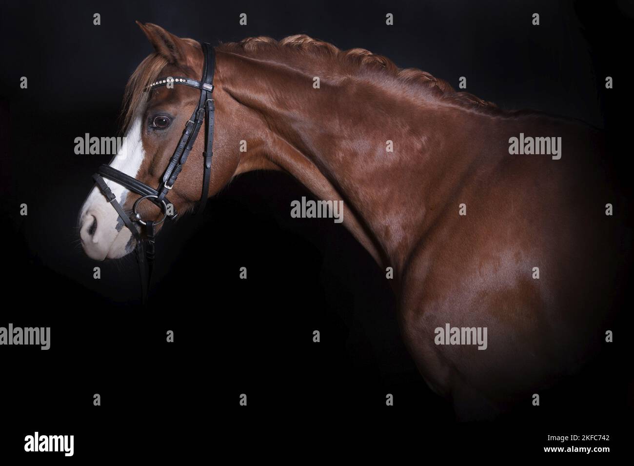 Welsh b hi-res stock photography and images - Alamy