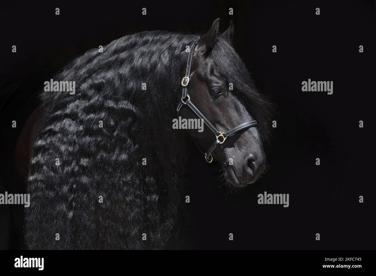 Friesian Horse Portrait Stock Photo - Alamy