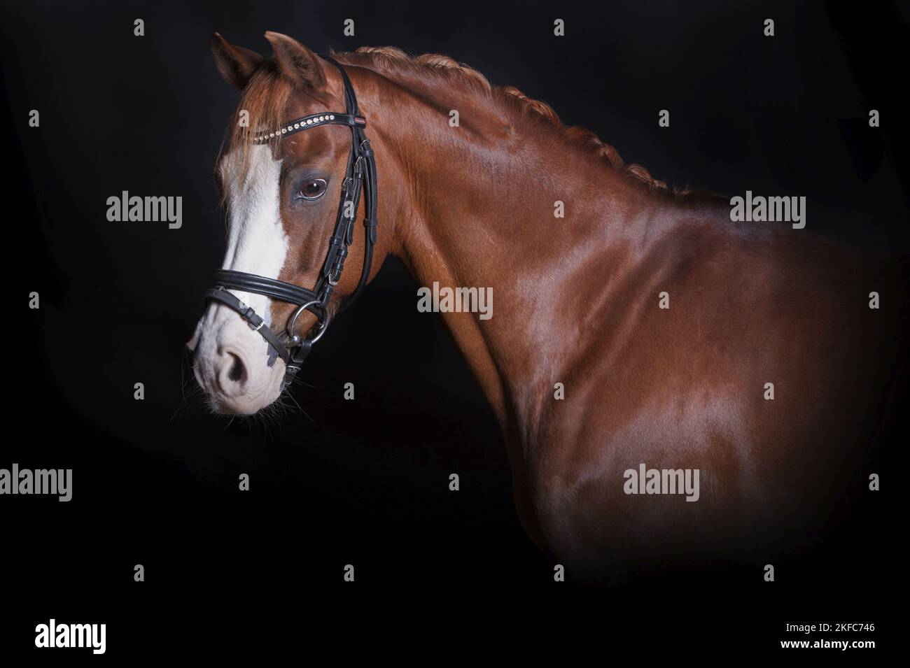 Welsh B portrait Stock Photo - Alamy