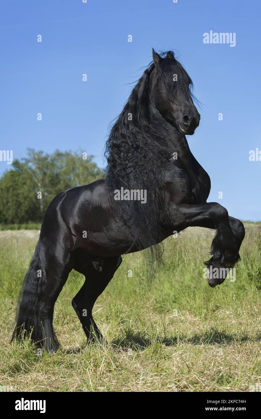 Friesian horse rearing hi-res stock photography and images - Alamy