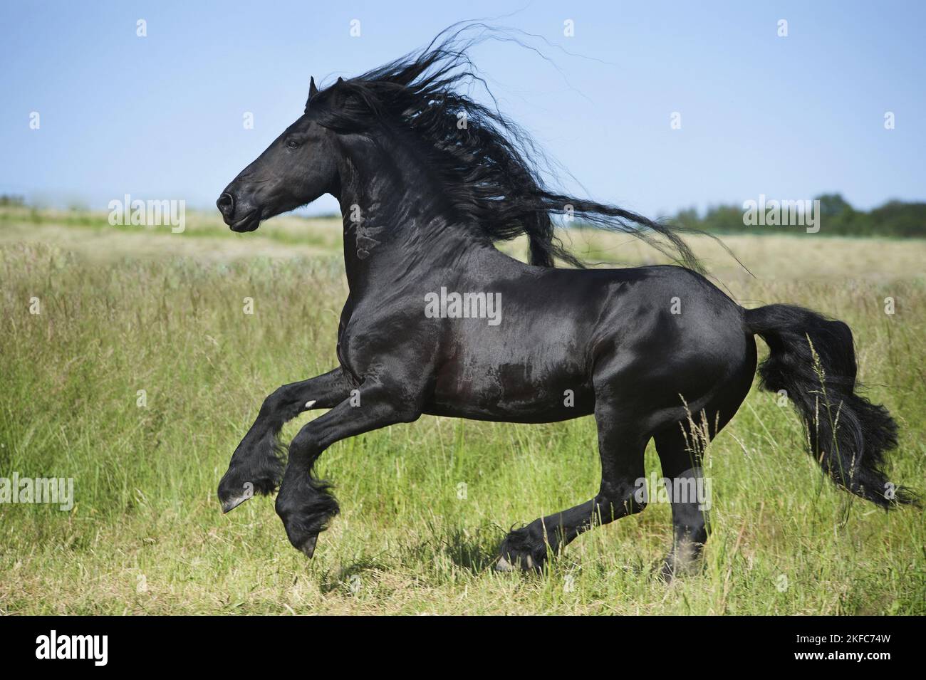 galloping Friesian horse Stock Photo - Alamy