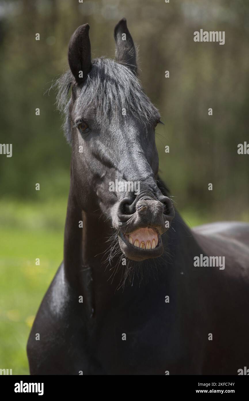 Friesian horse portrait Stock Photo - Alamy