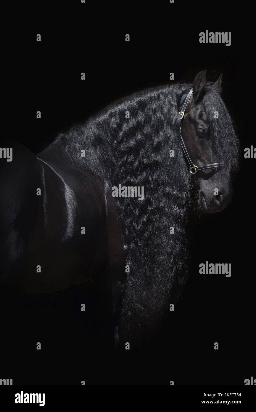 Friesian Horse Portrait Stock Photo - Alamy