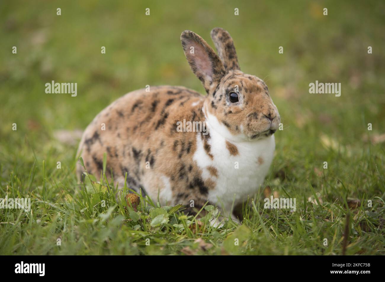 Dwarf rex rabbit hi-res stock photography and images - Alamy