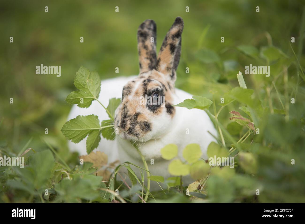 Dwarf rex rabbit hi-res stock photography and images - Alamy