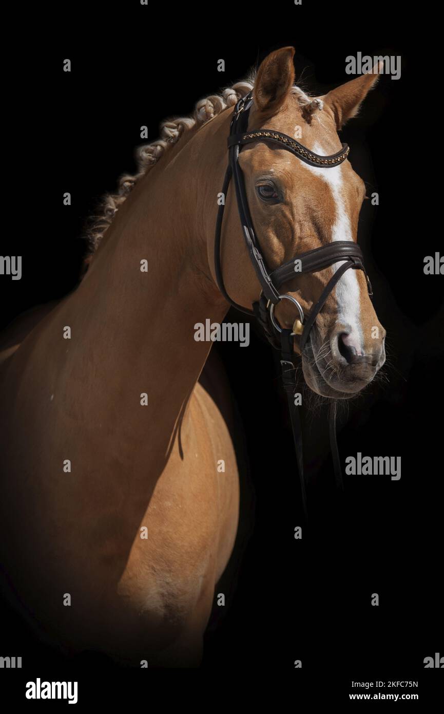 German Riding Pony in studio Stock Photo - Alamy