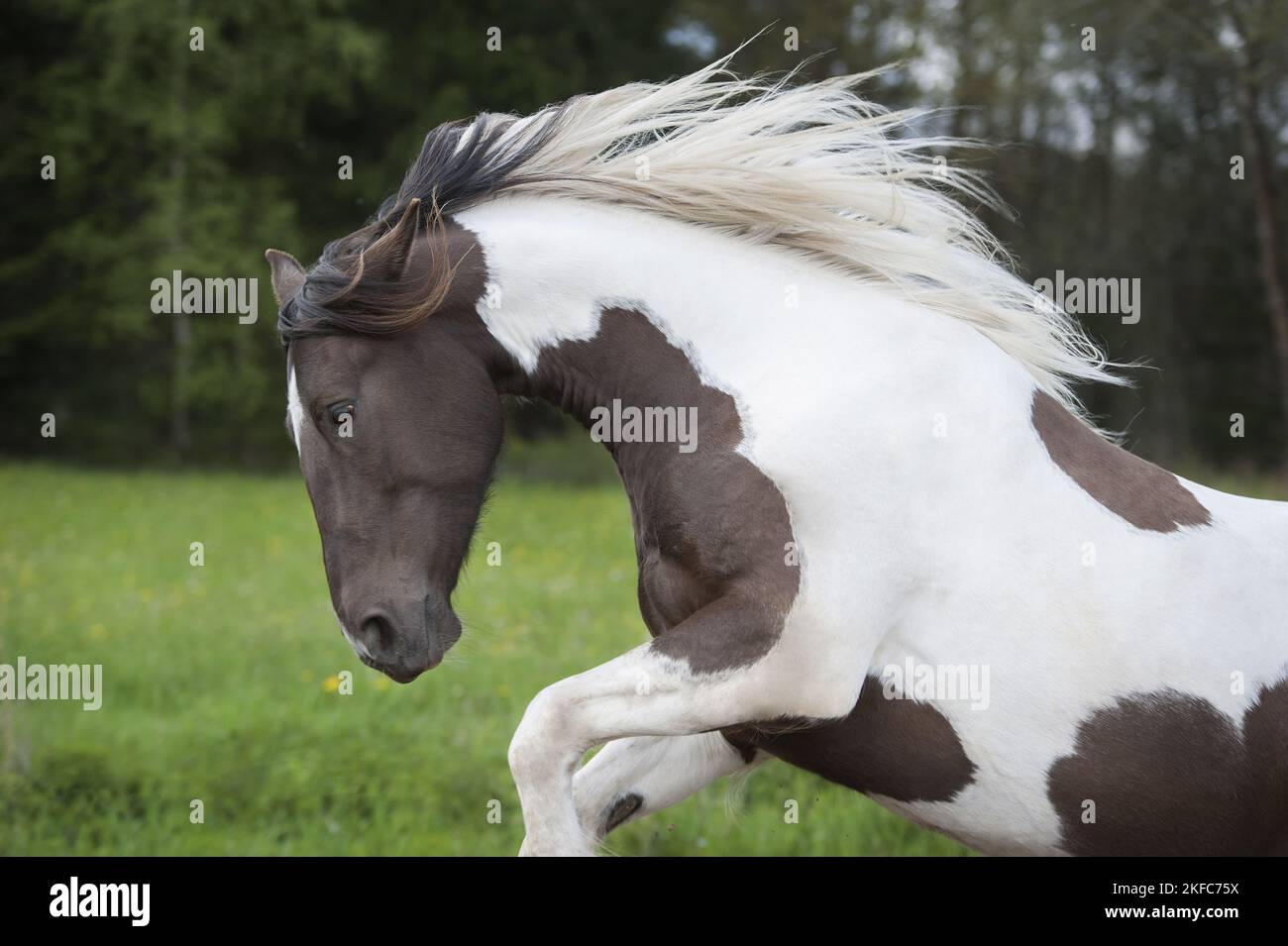 Baroque pinto hi-res stock photography and images - Alamy