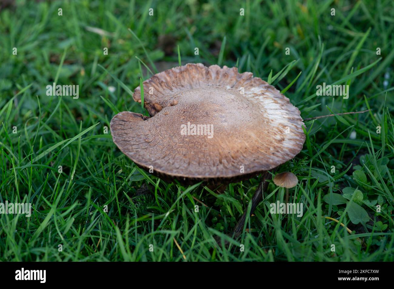 Uk summer 2022 brown fields hi-res stock photography and images - Alamy