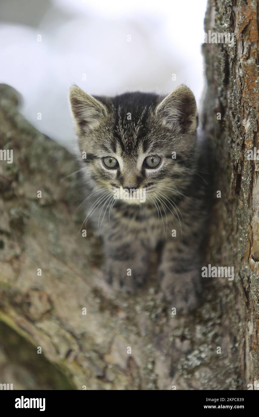Kitten on a tree Stock Photo - Alamy