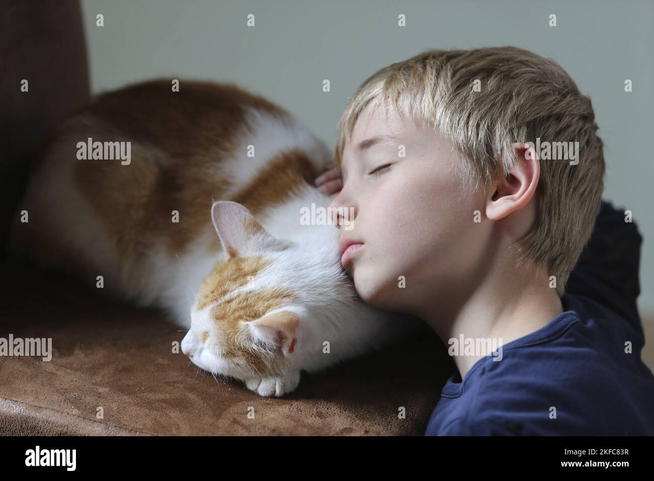Boy touching cat hi-res stock photography and images - Alamy