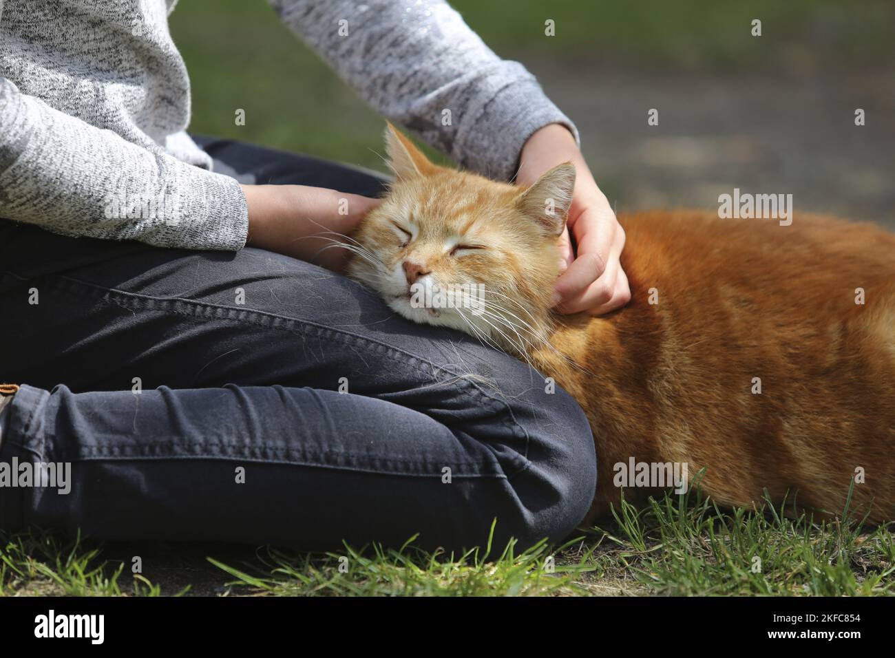 human with Domestic Cat Stock Photo - Alamy