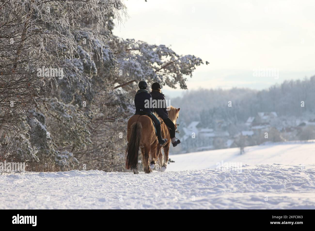 Two horses ponies walking on hi-res stock photography and images - Alamy