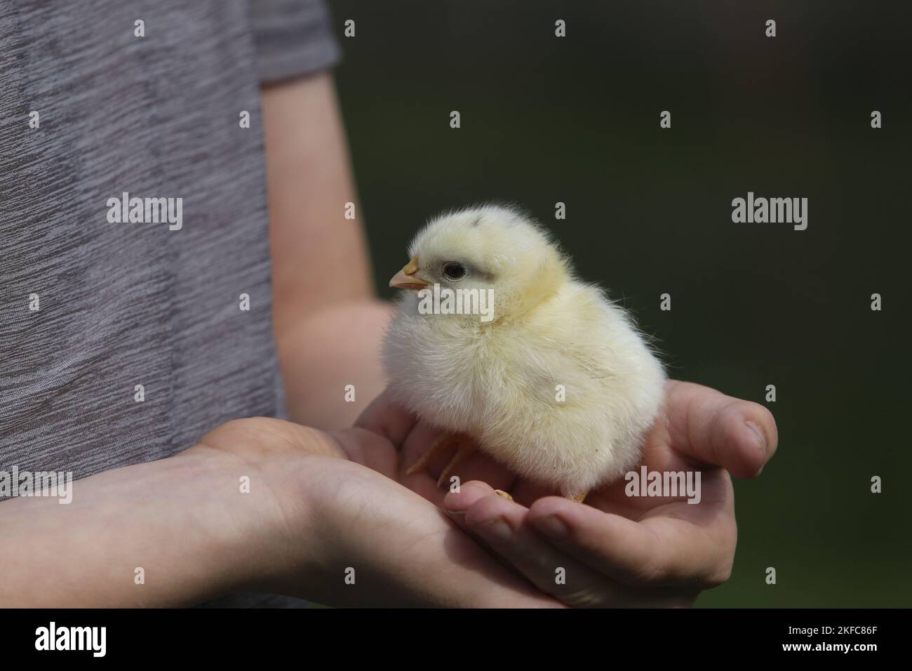 Human side of birds hi-res stock photography and images - Alamy