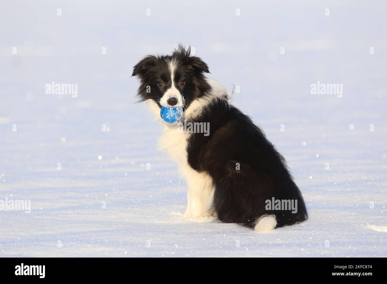 young Border Collie in the snow Stock Photo - Alamy