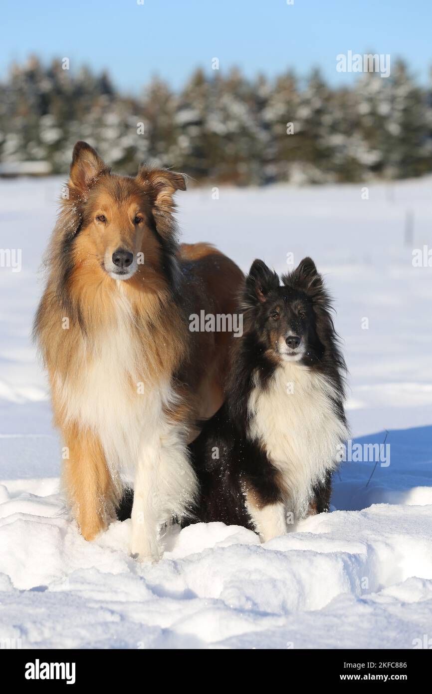 Collie and Sheltie Stock Photo - Alamy