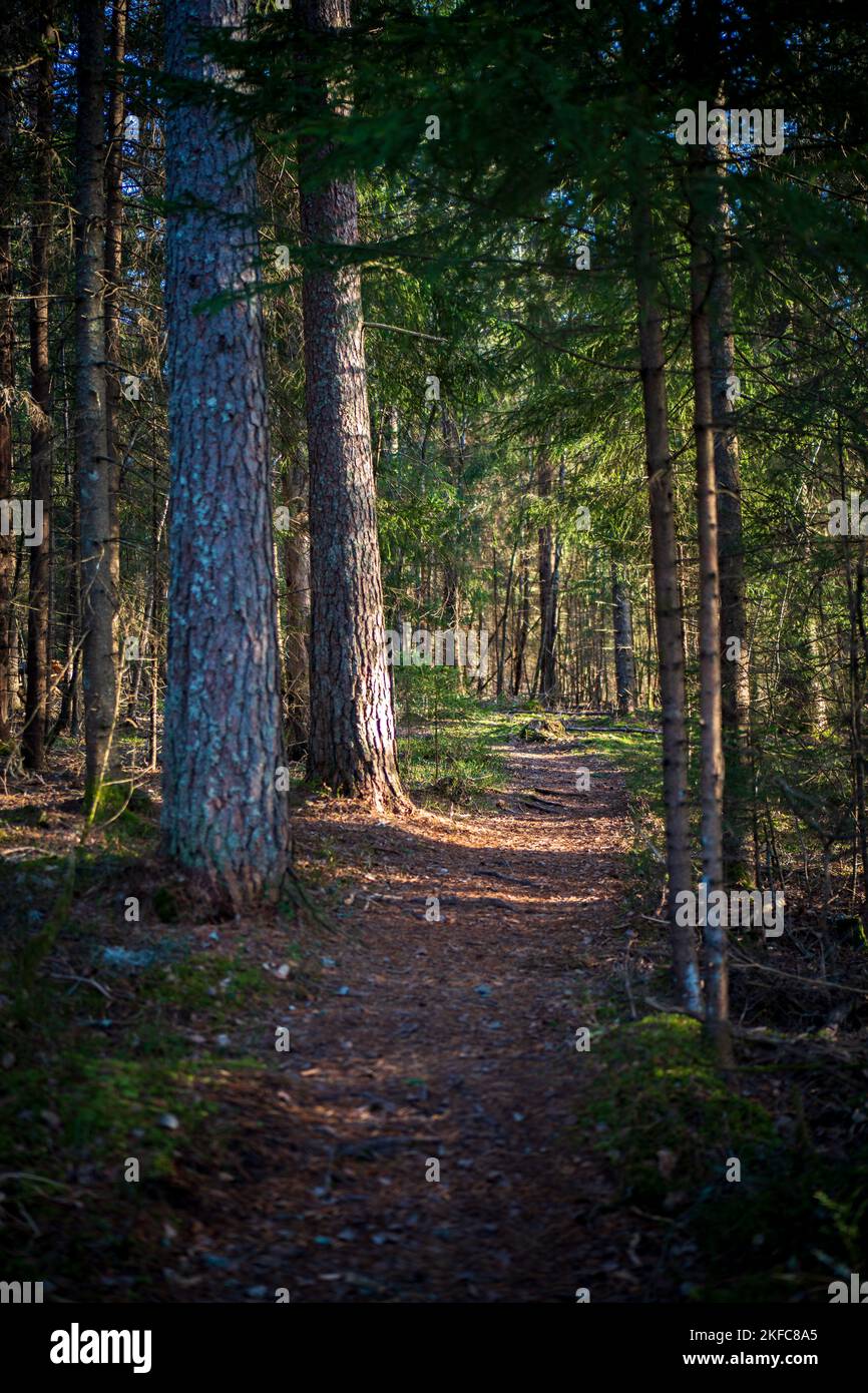 A vertical shot of a narrow path in a forest Stock Photo - Alamy