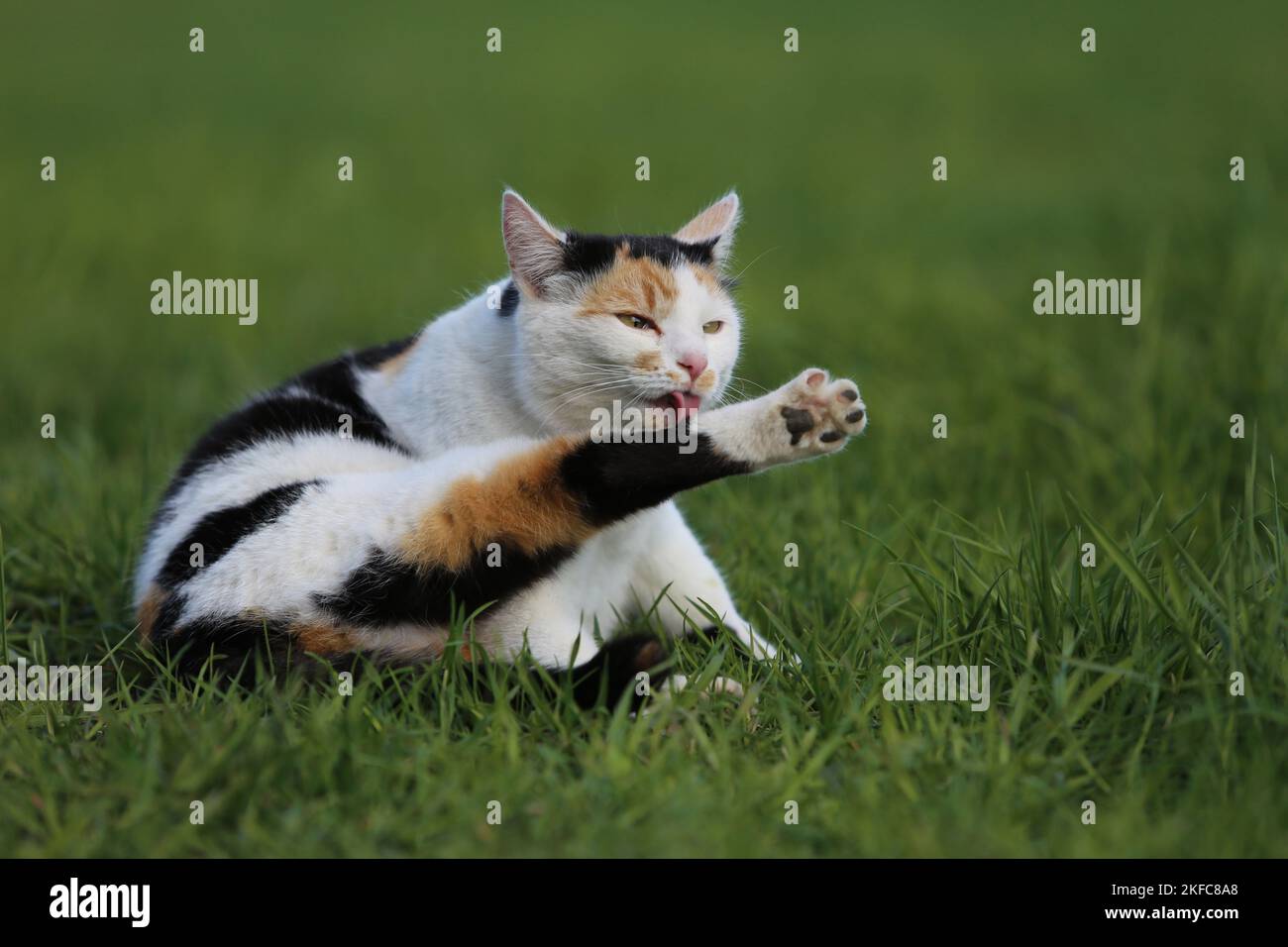Tortoiseshell cat cleaning hi-res stock photography and images - Alamy