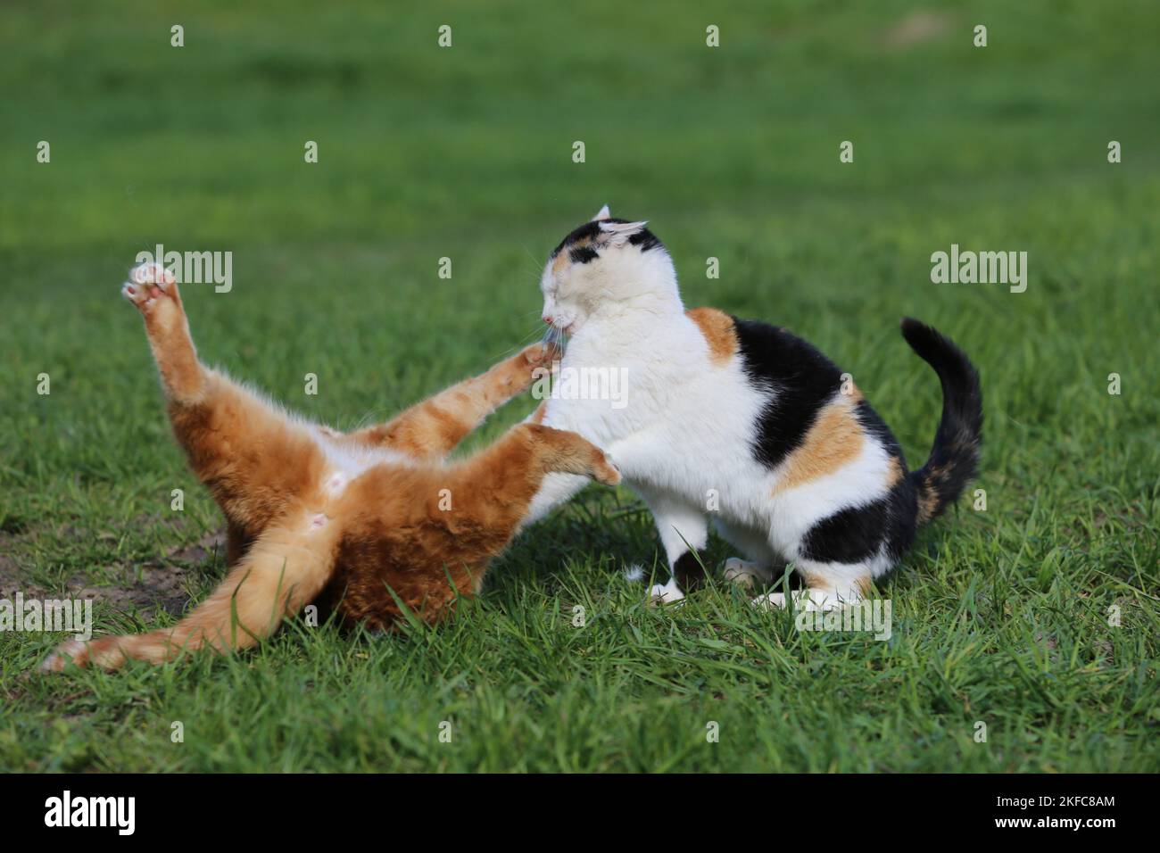 Back view two cats hi-res stock photography and images - Alamy