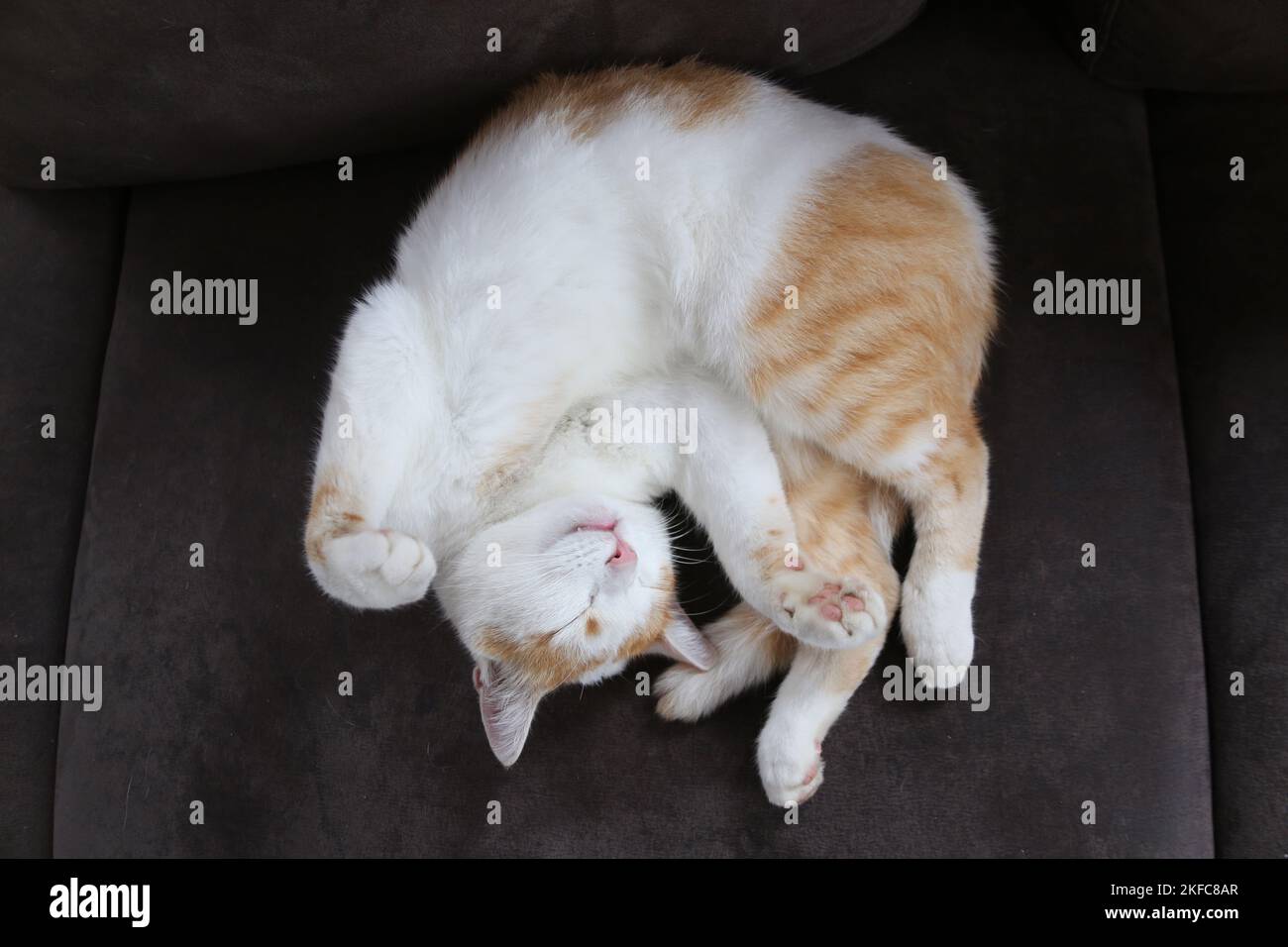 Supine cat studio hi-res stock photography and images - Alamy