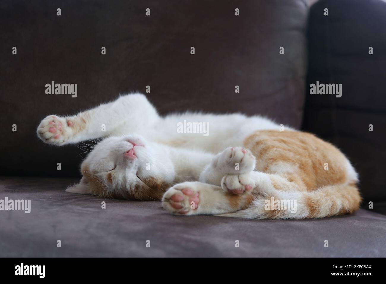 Supine cat studio hi-res stock photography and images - Alamy