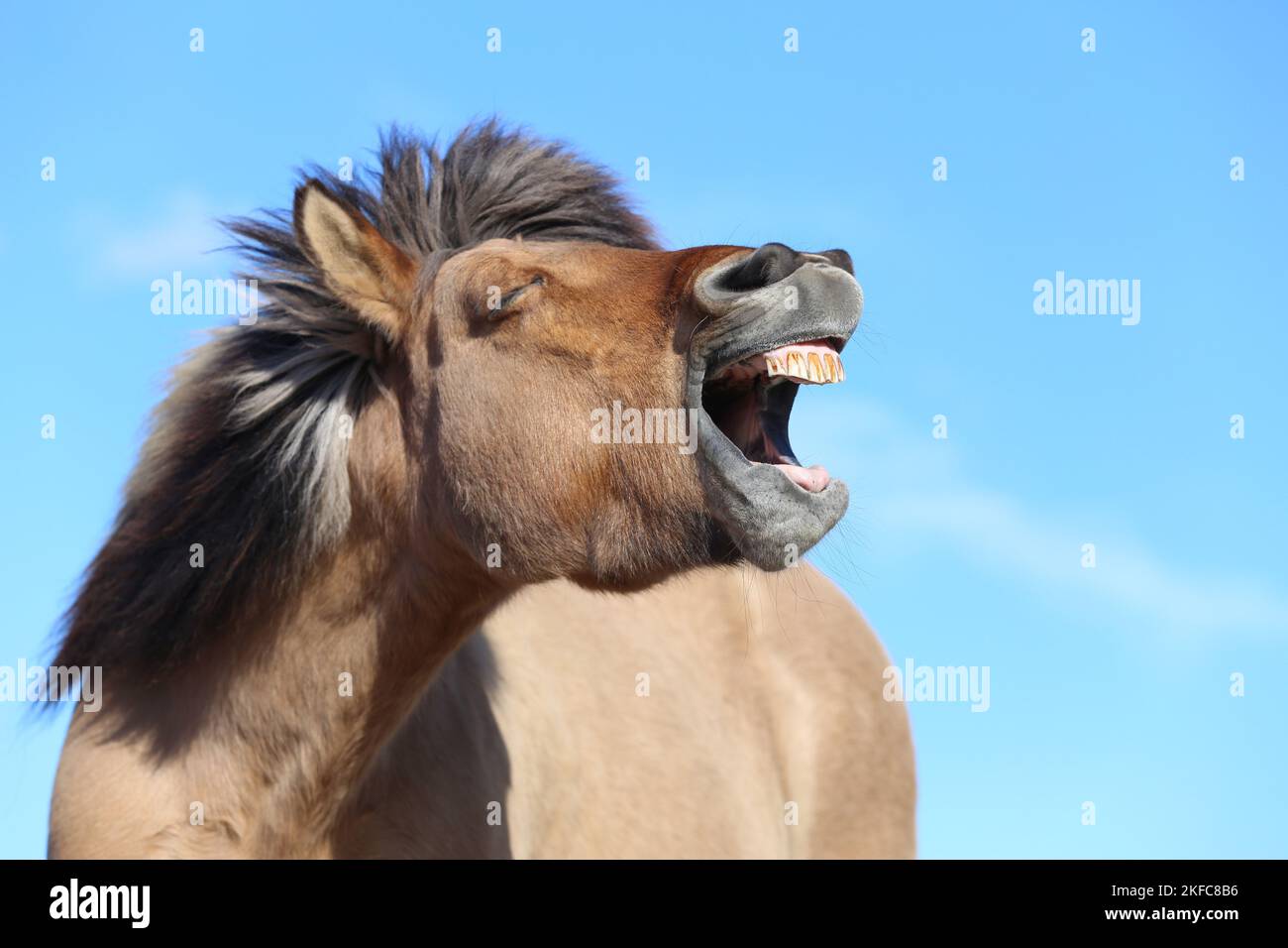 Horse pony yawn yawning hi-res stock photography and images - Alamy