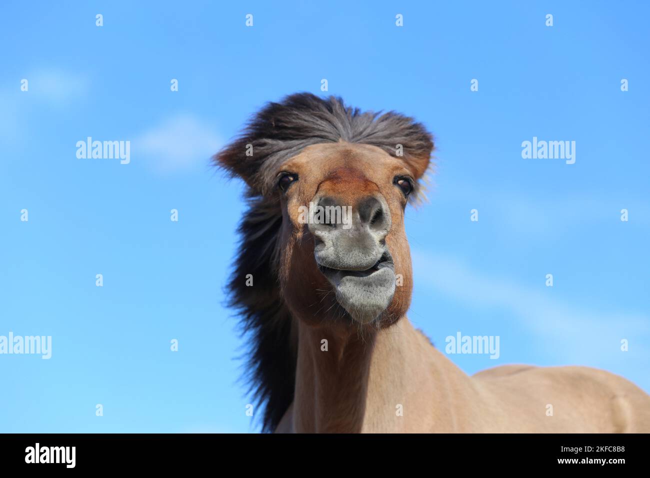 Whinnying horse hi-res stock photography and images - Alamy