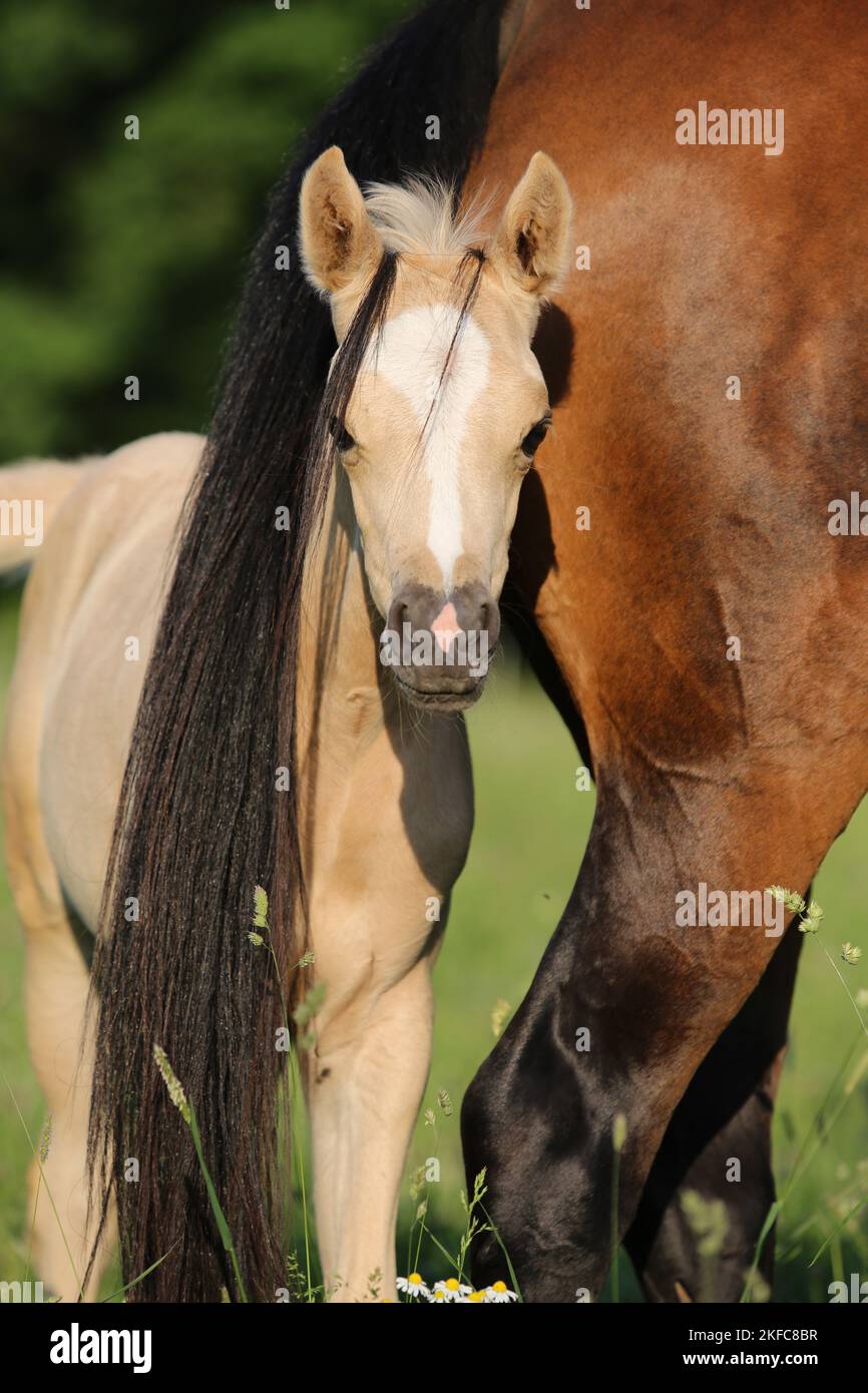Ponys tail hi-res stock photography and images - Alamy