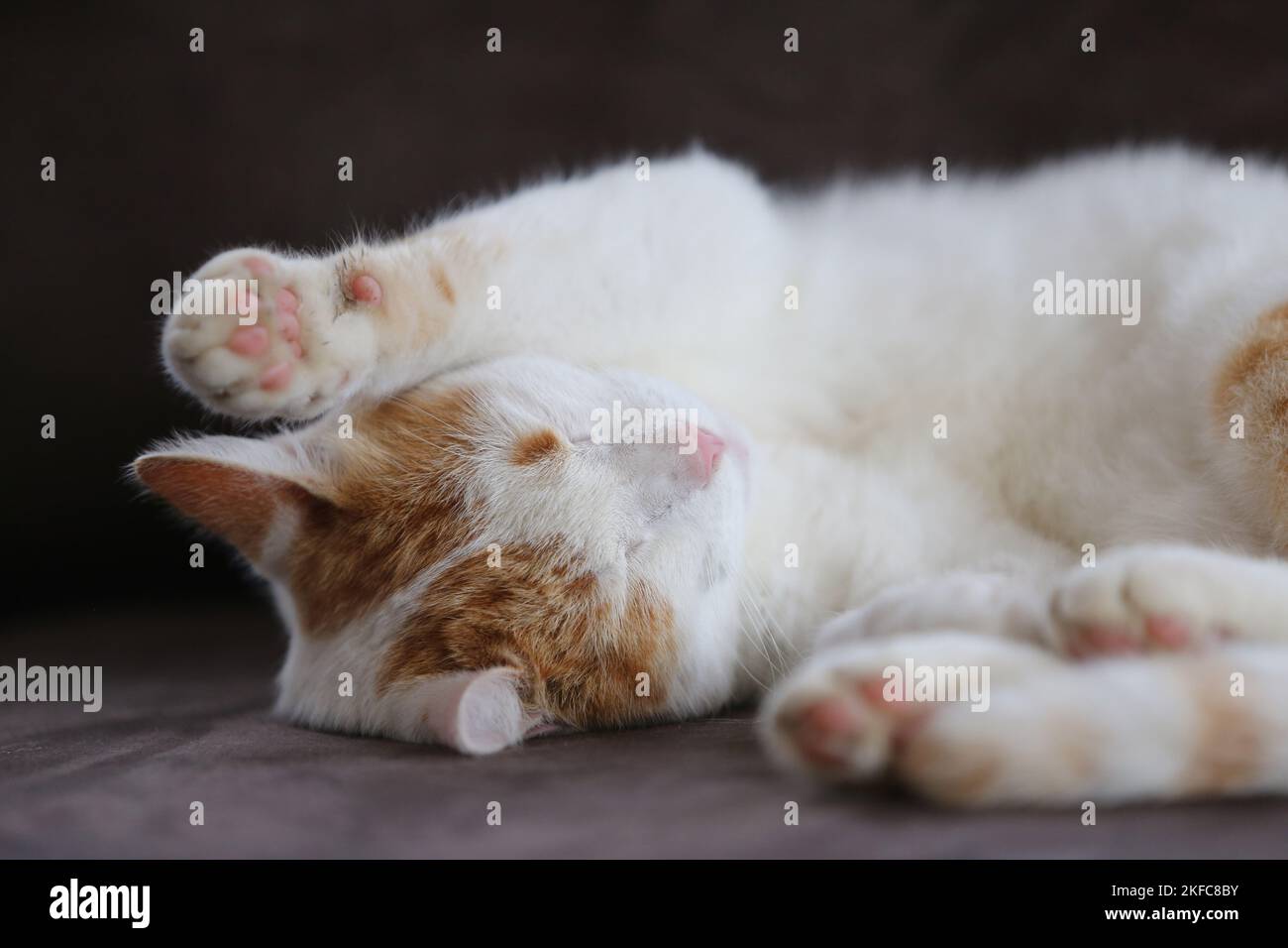 Supine cat studio hi-res stock photography and images - Alamy