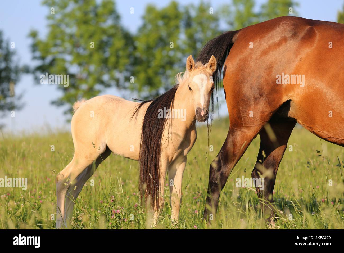 German Riding Ponies Stock Photo - Alamy