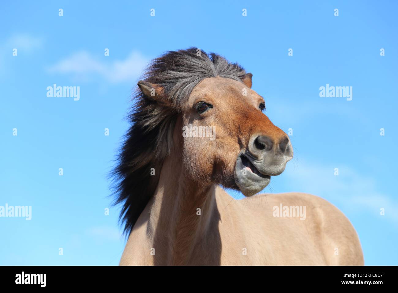 Whinnying horse hi-res stock photography and images - Alamy