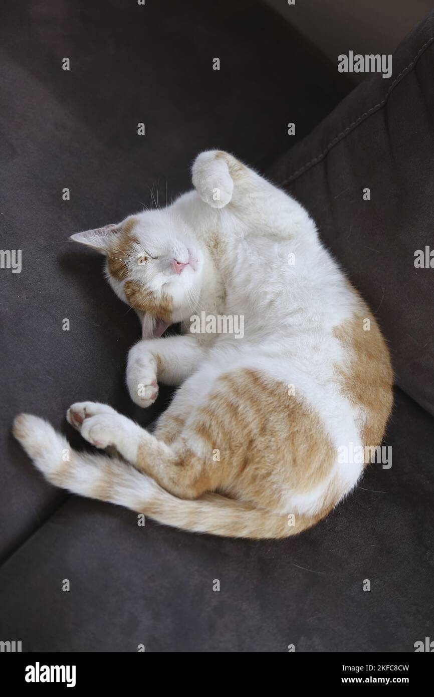 Supine cat studio hi-res stock photography and images - Alamy
