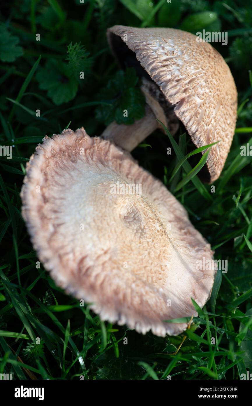 Dorney, Buckinghamshire, UK. 17th November, 2022. Rows and clusters of ...