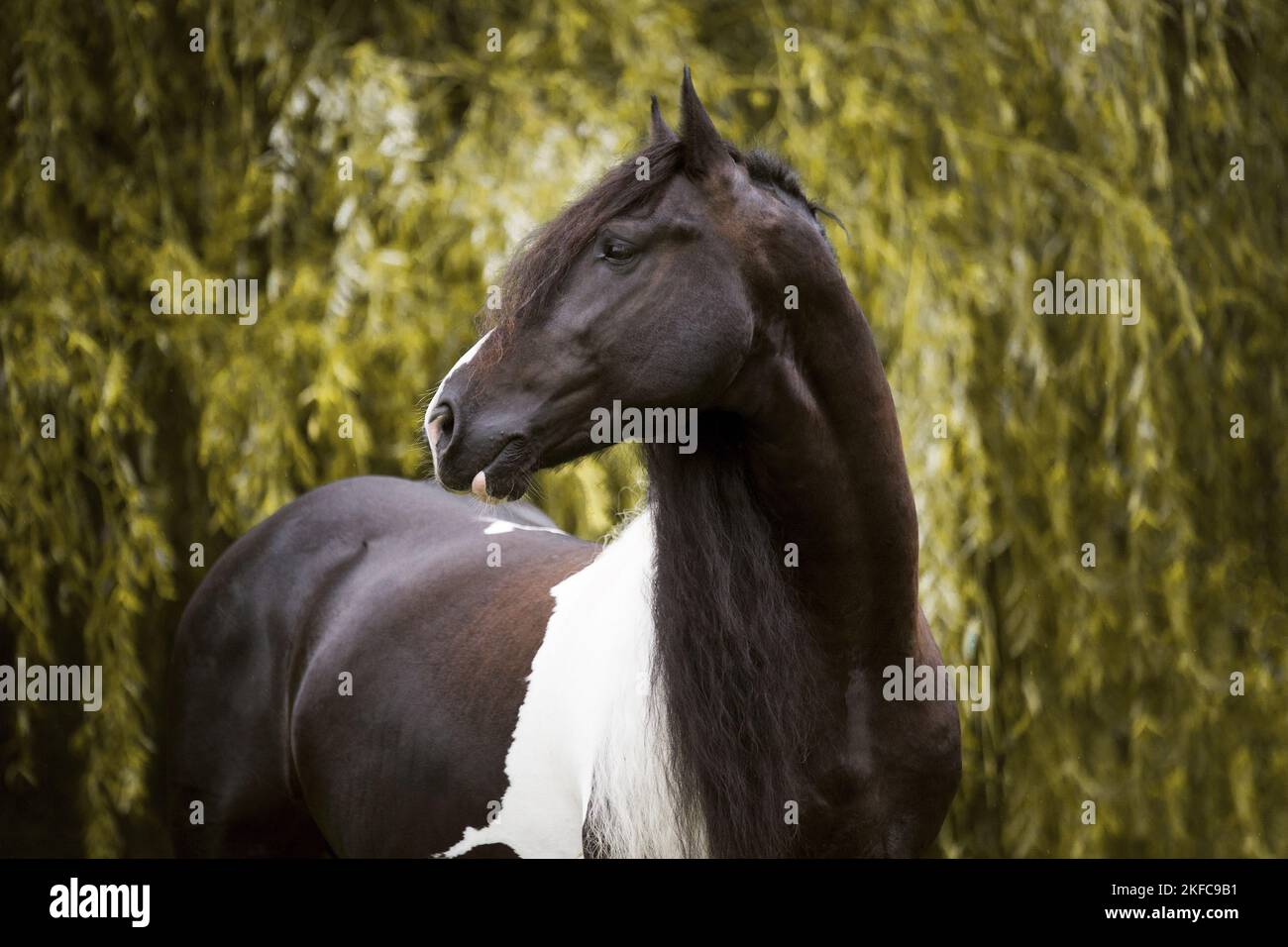 Baroque Pinto portrait Stock Photo - Alamy