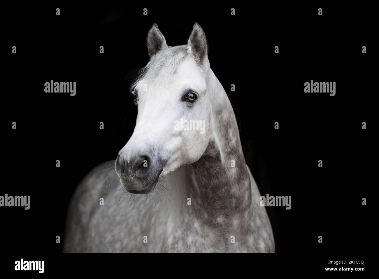 Dapple grey pony hi-res stock photography and images - Alamy