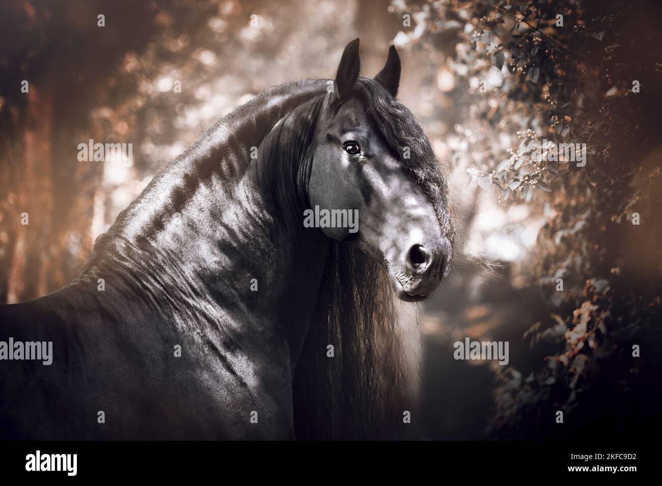 Black friesian baroque horse stallion hi-res stock photography and ...