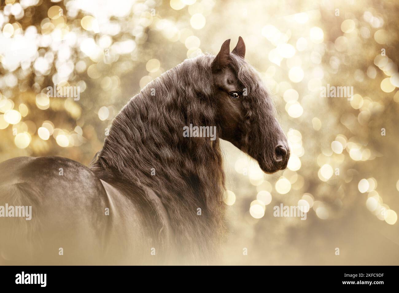 Black friesian baroque horse stallion hi-res stock photography and ...