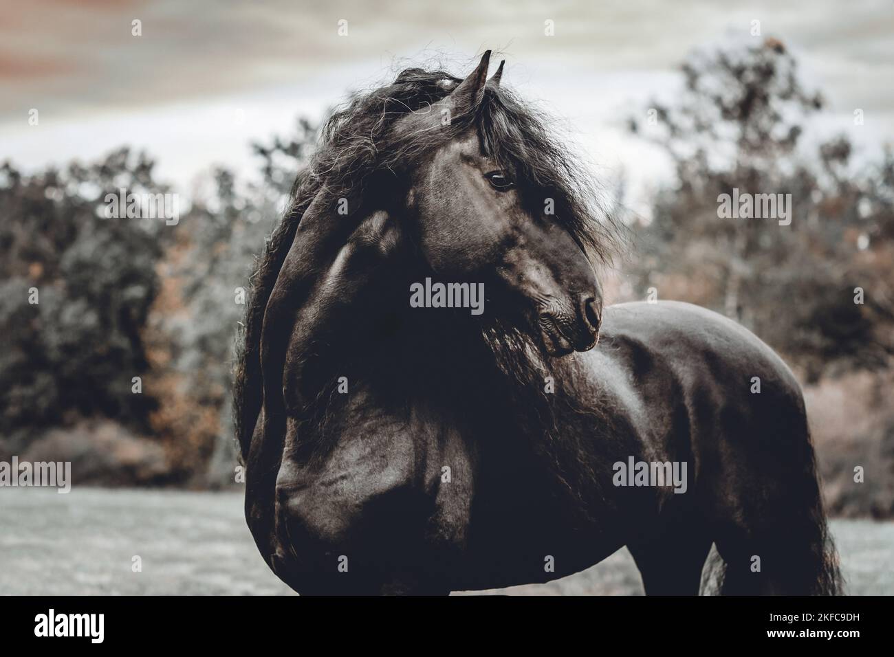 Friesian Horse portrait Stock Photo - Alamy