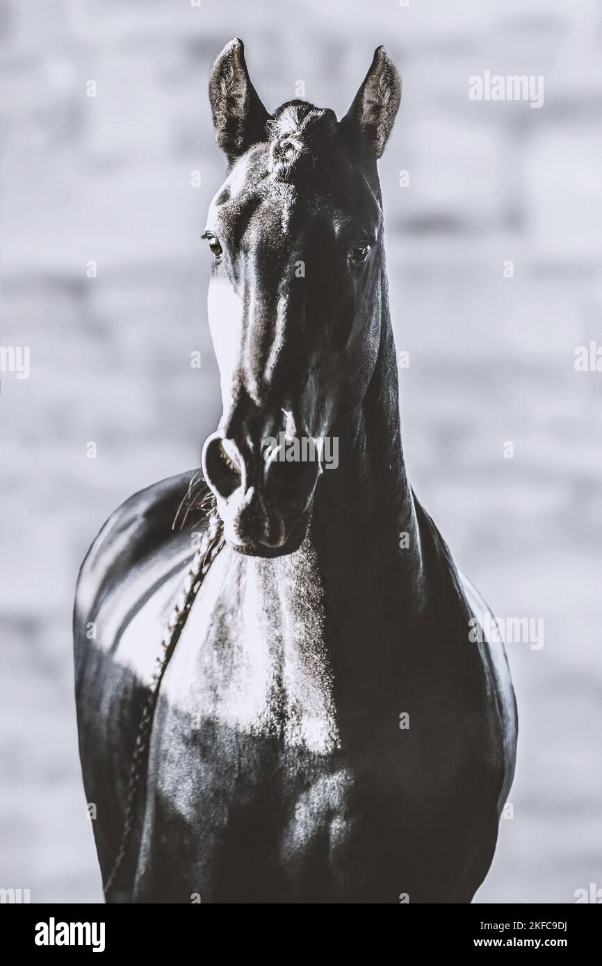 Black friesian baroque horse stallion hi-res stock photography and ...