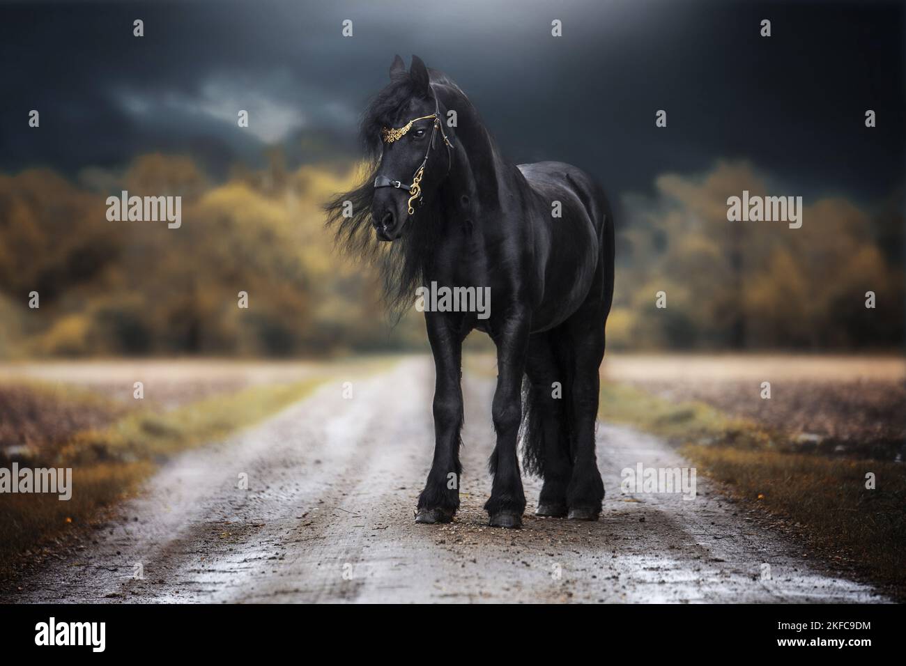 Bridle trails hi-res stock photography and images - Alamy