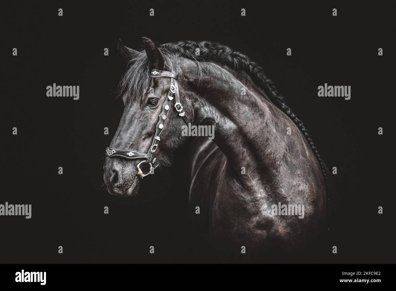 Friesian Horse portrait Stock Photo - Alamy